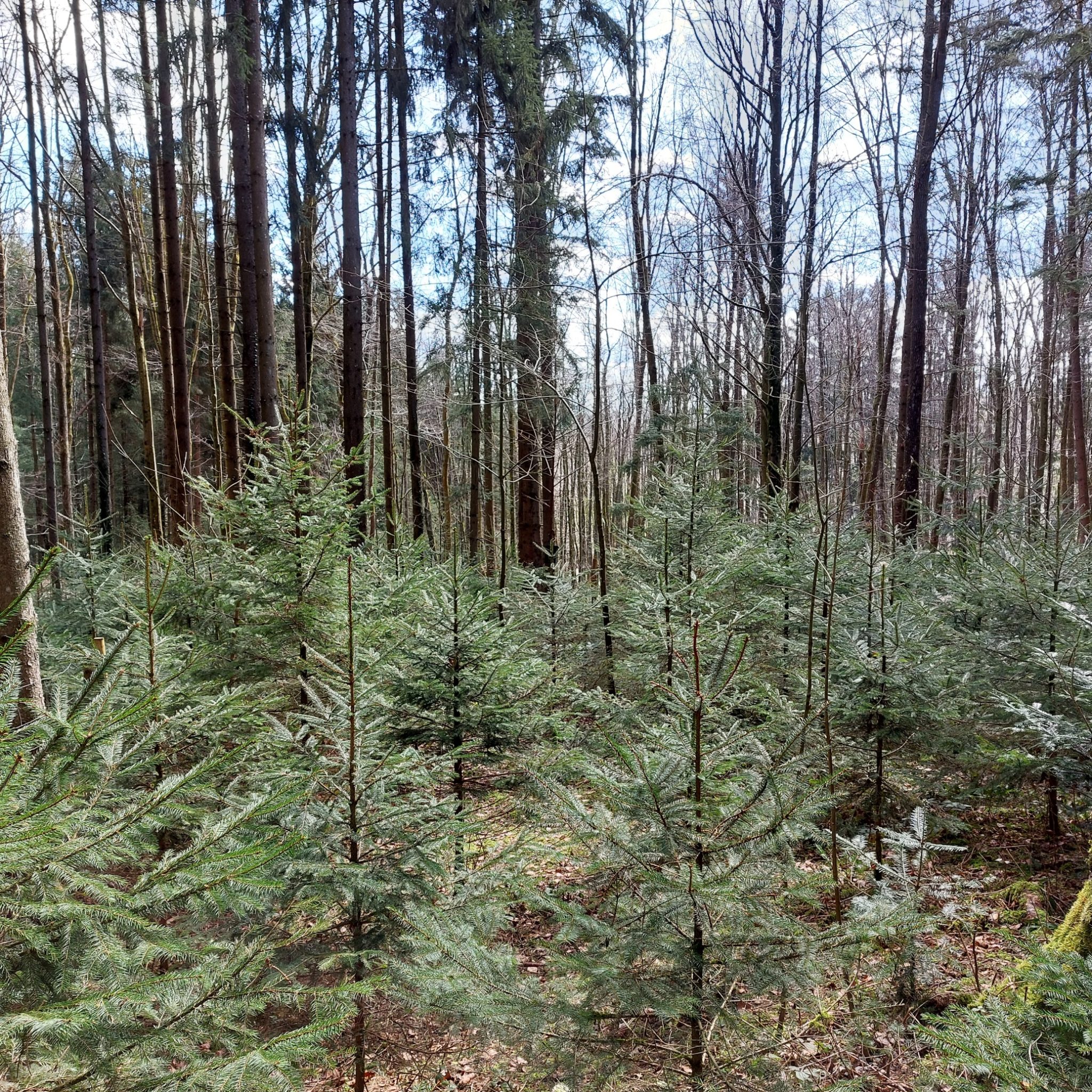 Das Wald-Erlebnis von Maria K. – Aktionswoche Wald
